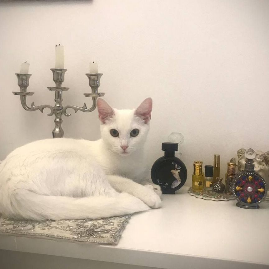 Белая кошка