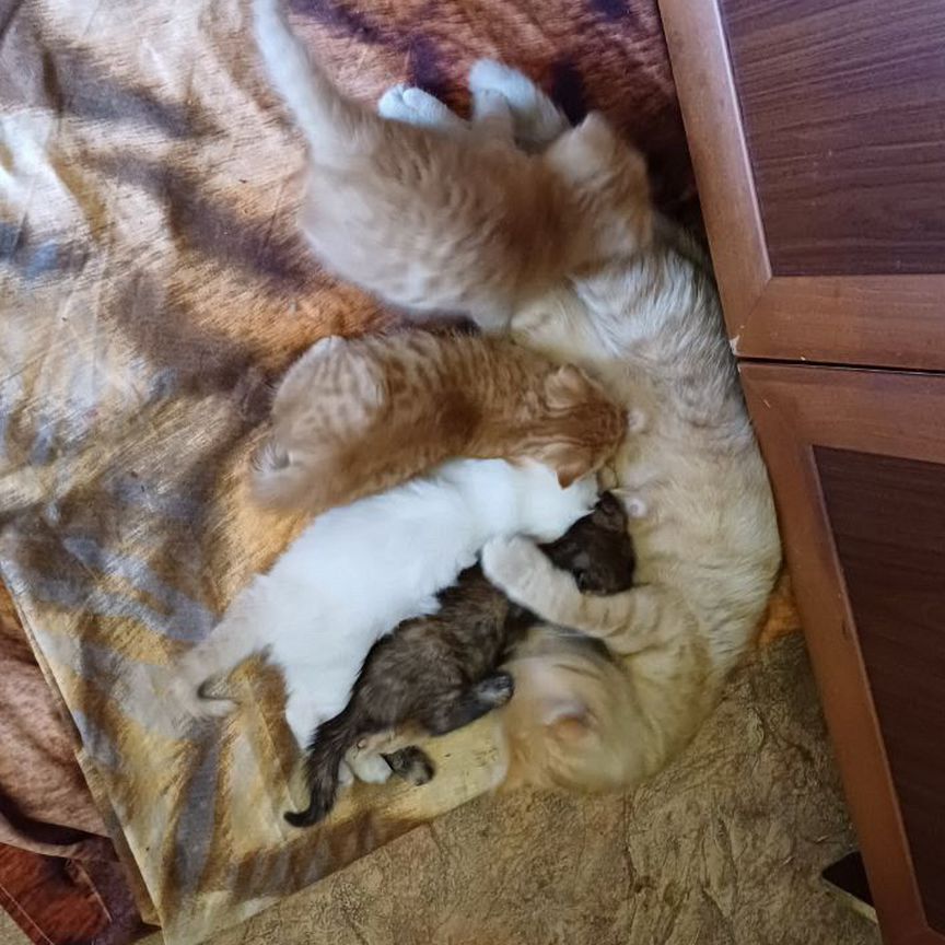 Котята в добрые руки бесплатно