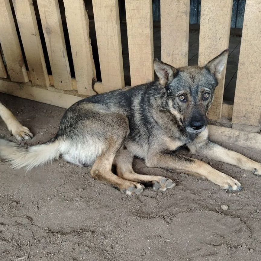 Взрослый пёс в добрые руки