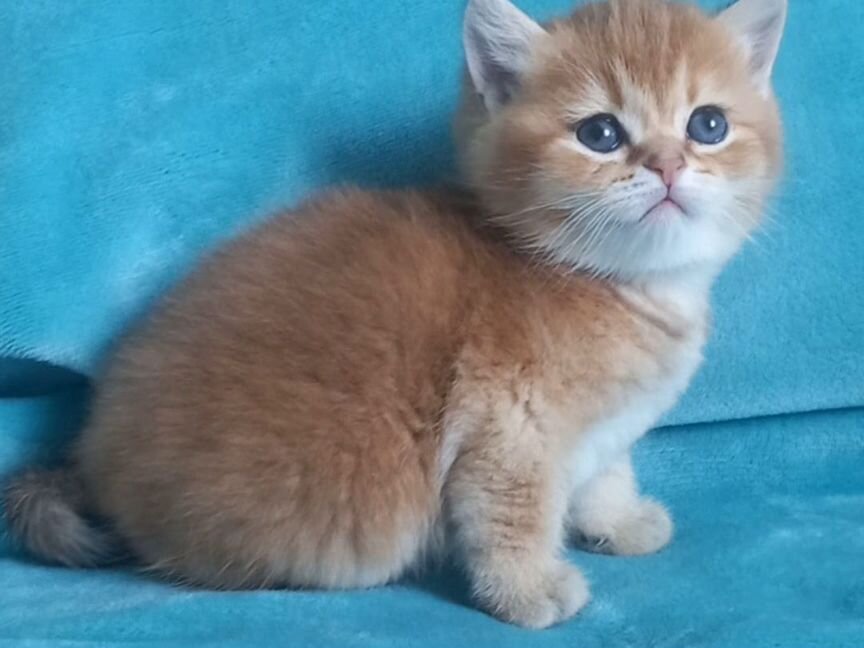 Шотландские золотые котята