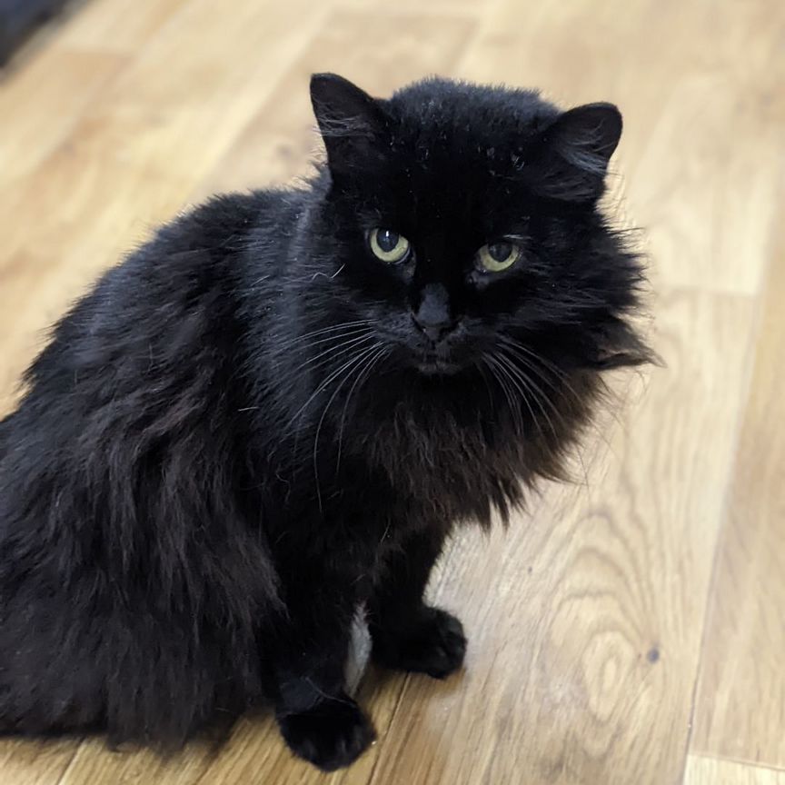 Эвелин в поисках дома