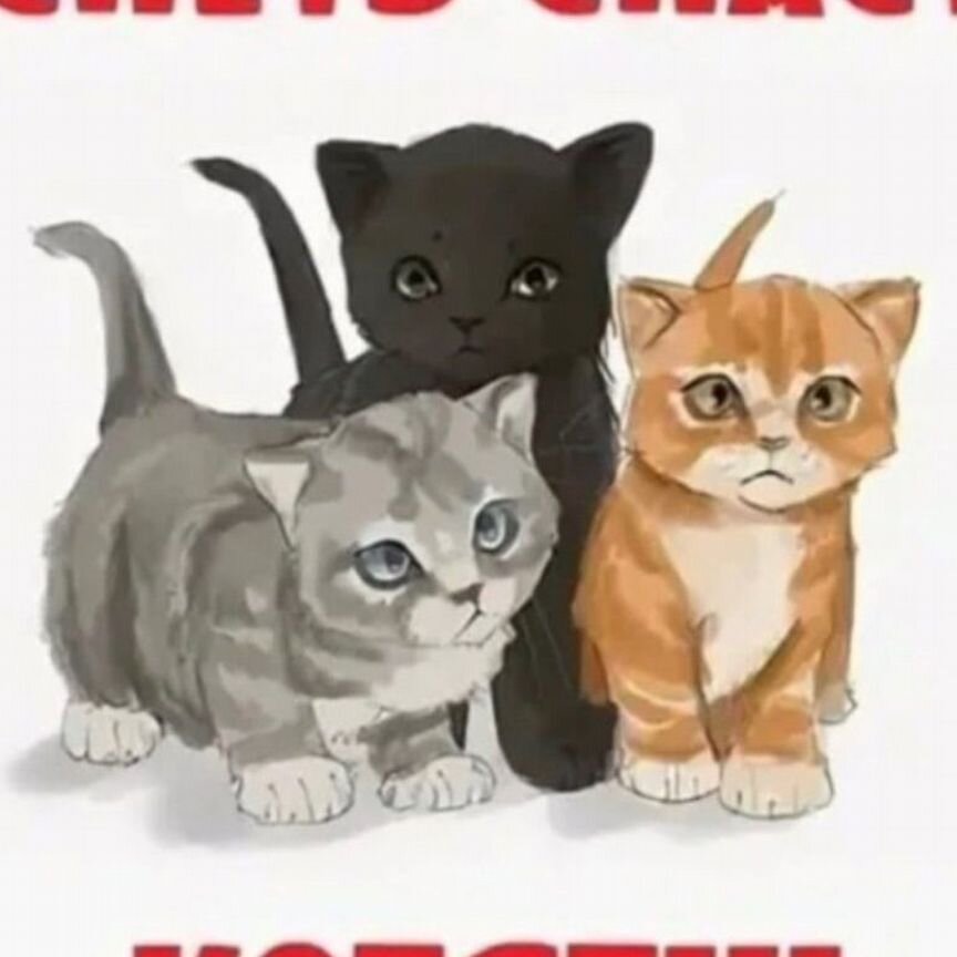 Котята в подвале