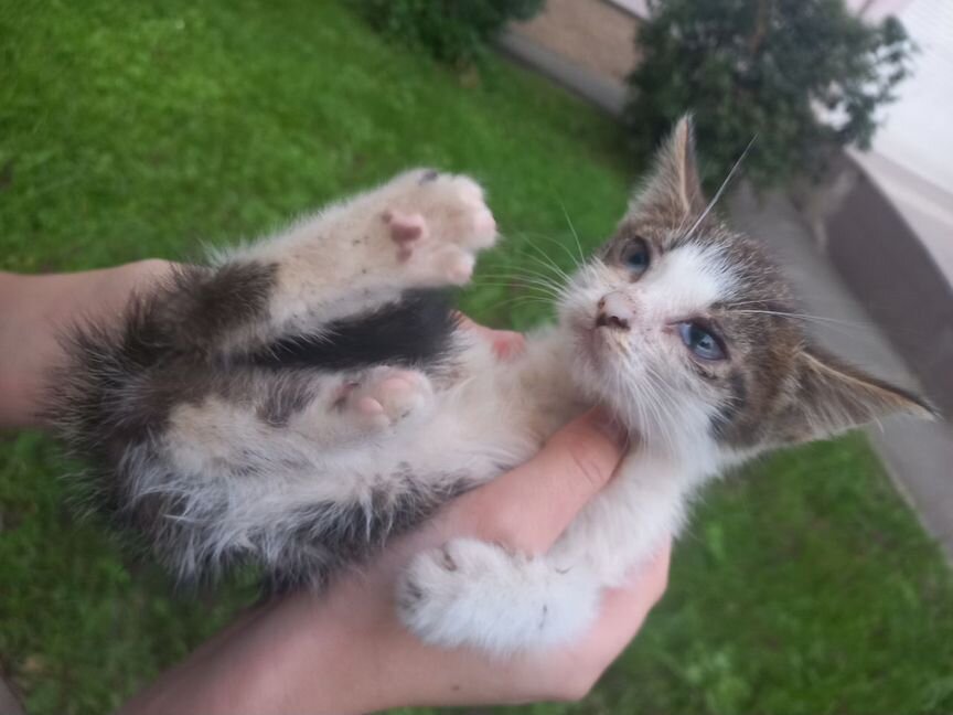 Котенок в дар