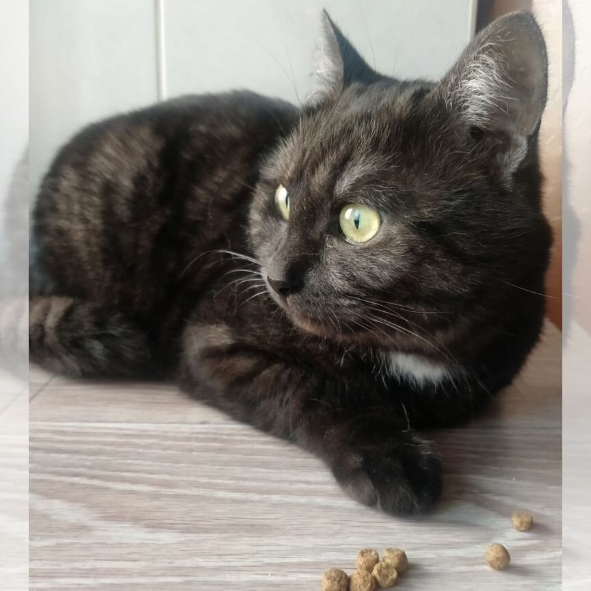 Взрослый кот в добрые руки