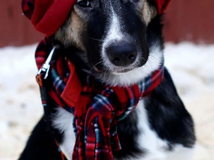 В ожидании новогоднего чуда