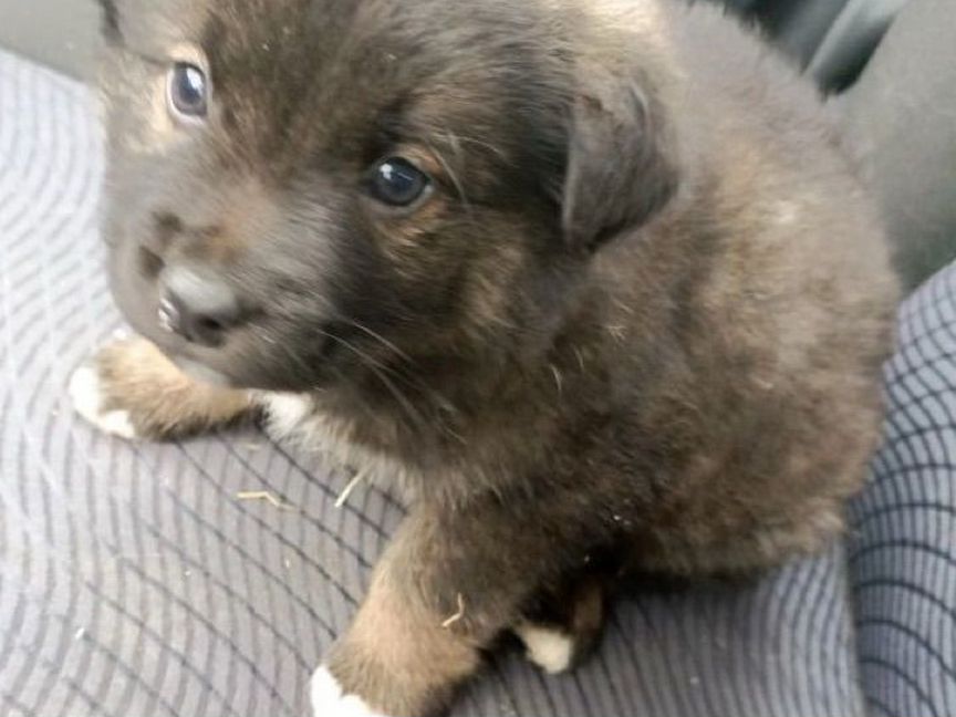 Щенку очерь нужны хозяева