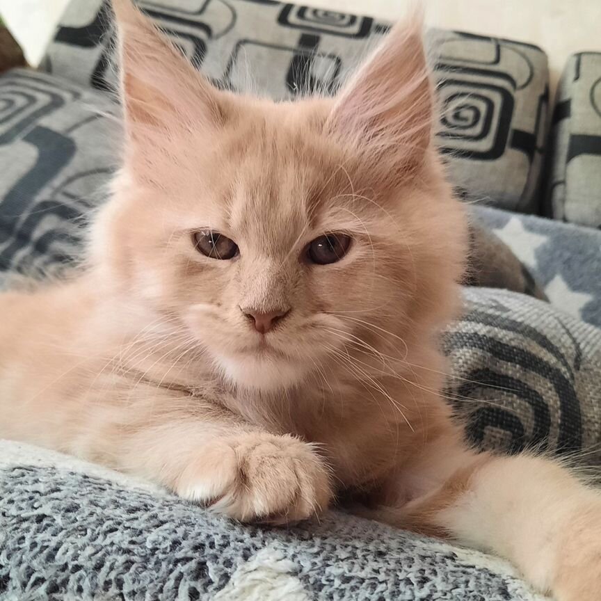 Мейн-кун котёнок