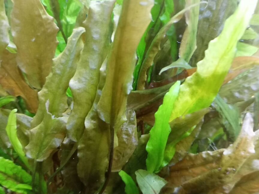 Аквариумные растения