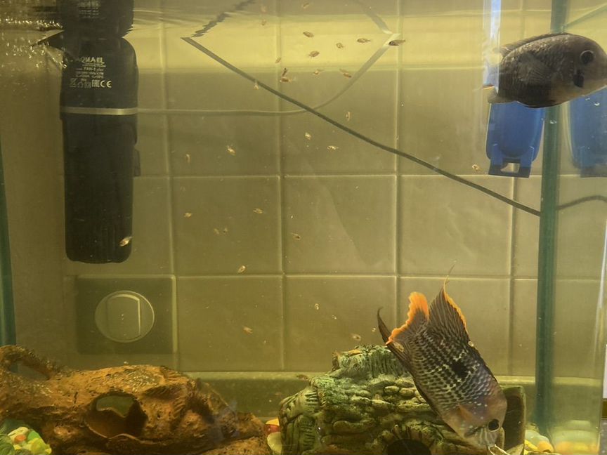 Аквариумные рыбки