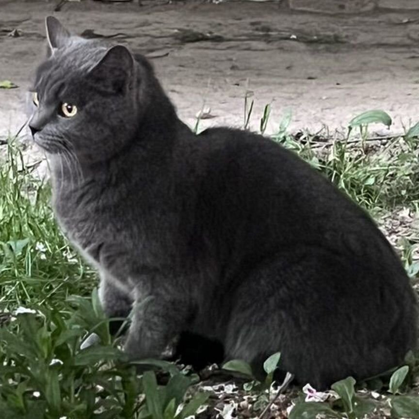 Русский голубой, взрослый кот