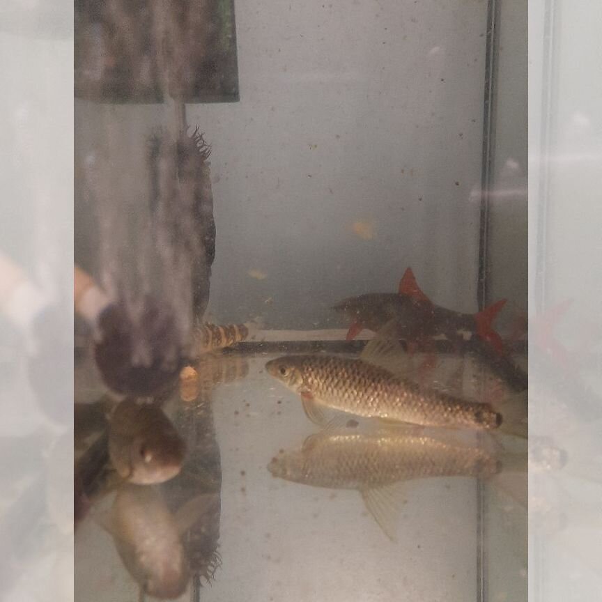 Аквариумные рыбки отдам бесплатно