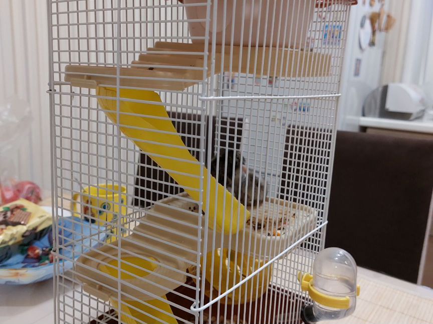 Клетка для джунгарского хомяка