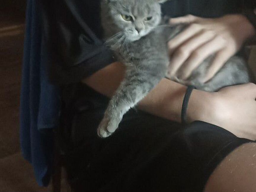 Британские кошка бесплатно(5 месяцев)