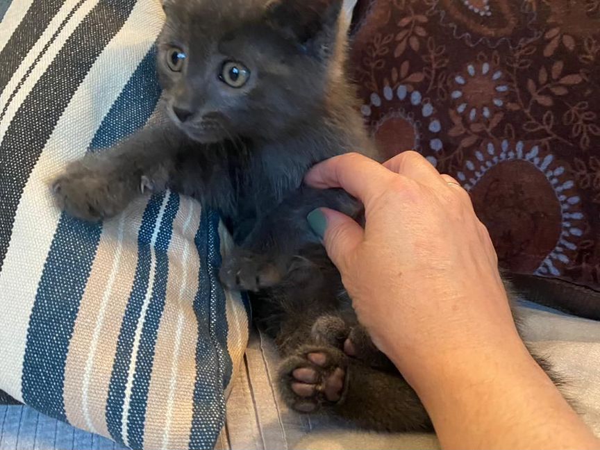 Котенок - маленький мальчишка