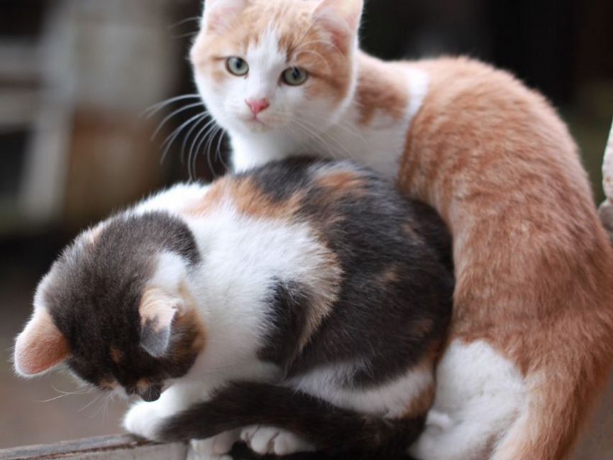Котята в добрые руки