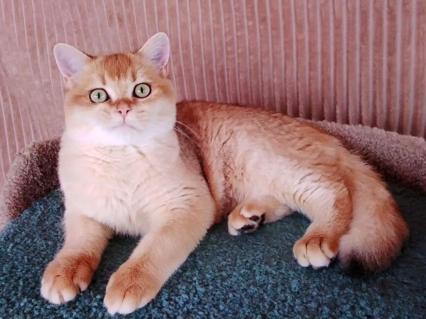 Золотая шиншилла с родословной