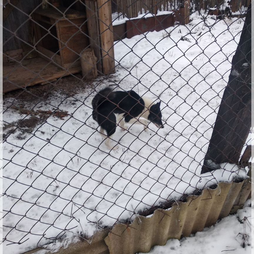 Лайка, взрослая собака