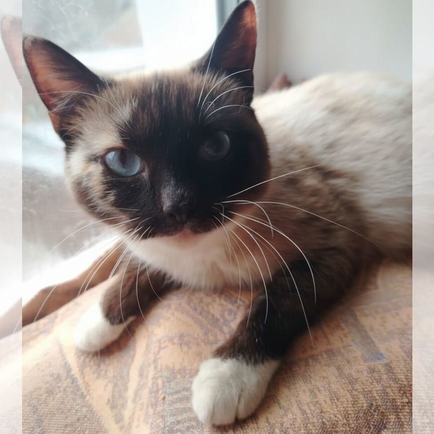 Сиамская кошка, взрослая