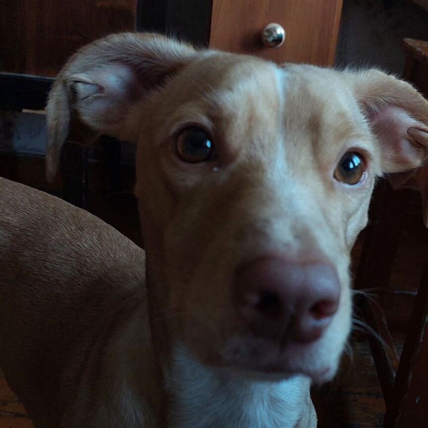 Взрослая собака в добрые руки