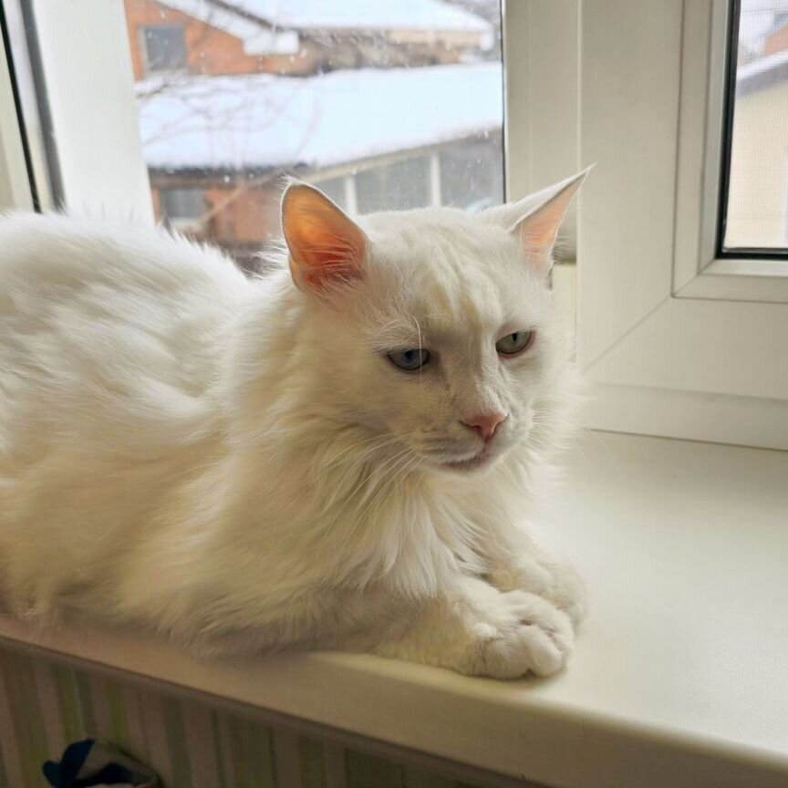 Ангорский кот в добрые руки мальчик