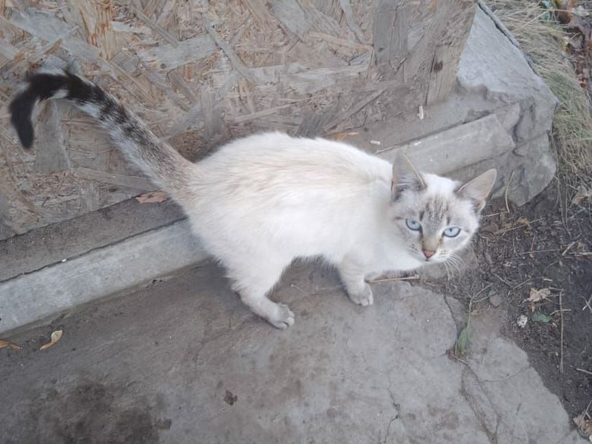 Кот с голубыми глазами
