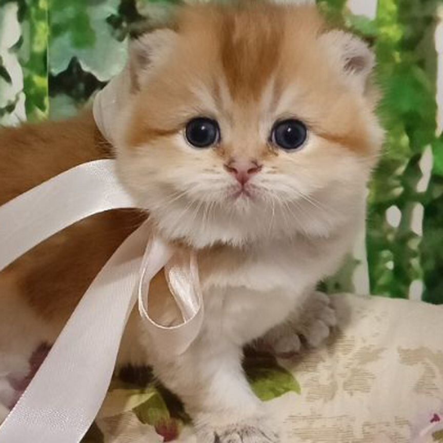 Шотландский котенок в бронь