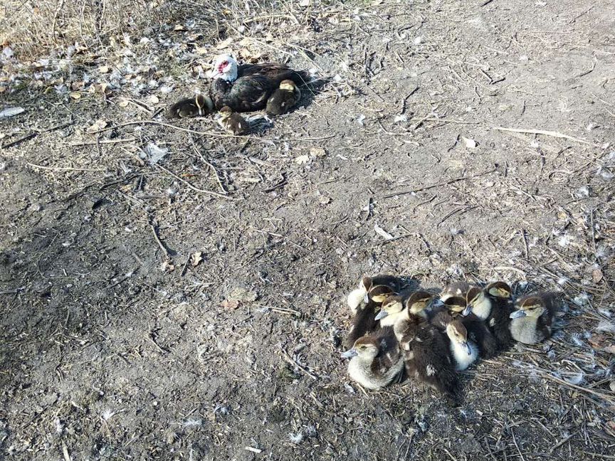 5 уток голубой фаворит,индоутки и утята