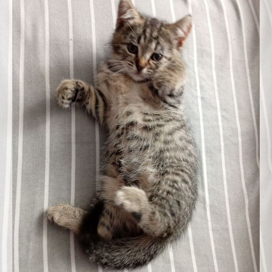 Котёнок в добрые руки