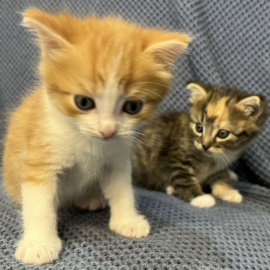 Сибирский котёнок