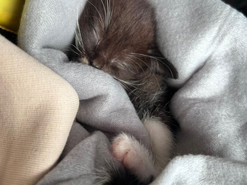 Котёнок