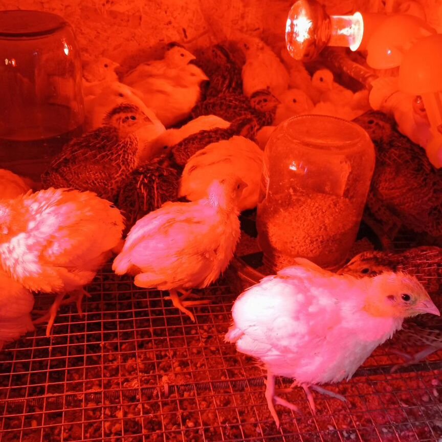 Перепелята