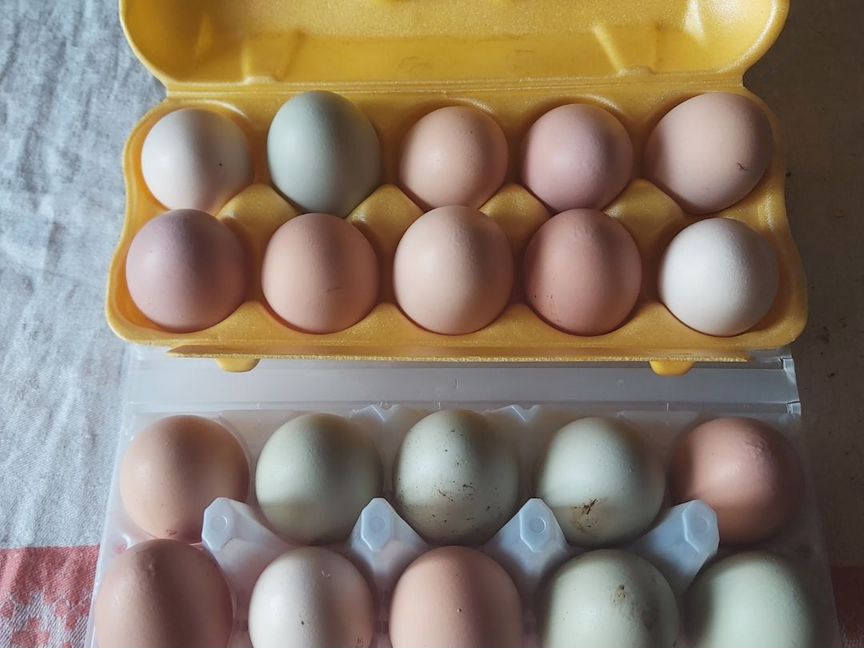 Инкубационное яйцо куры, индоутки