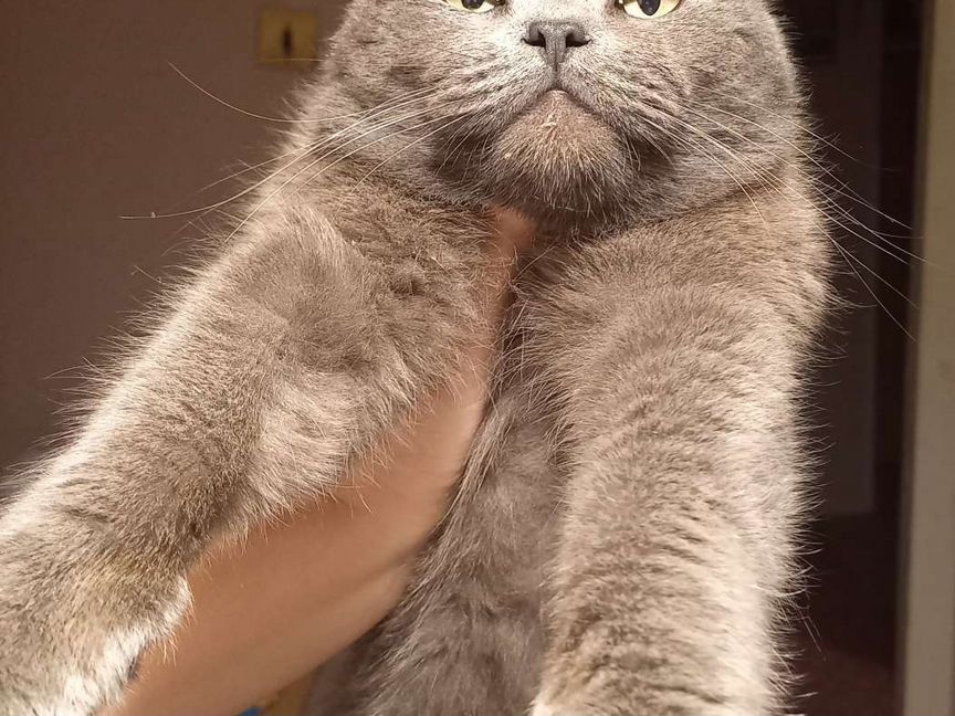 Шотланский кастрированный кот ищет дом