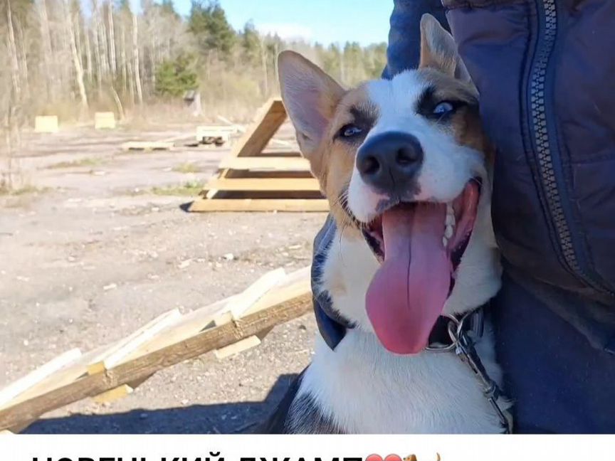 Собаке из приюта нужен друг