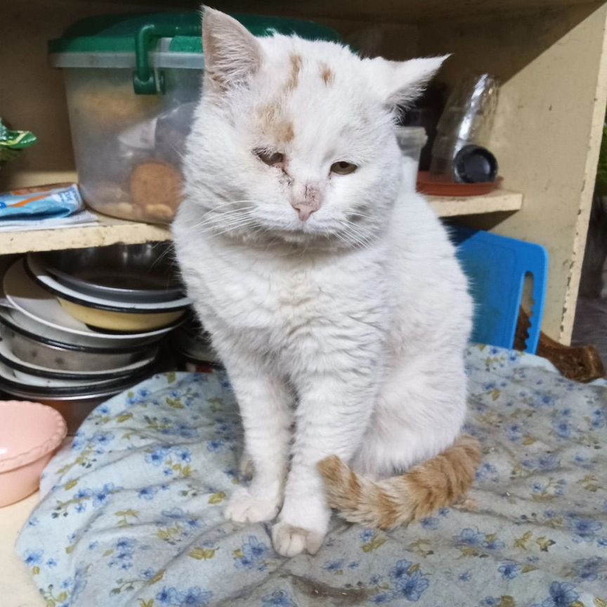 Котенок ищет семью