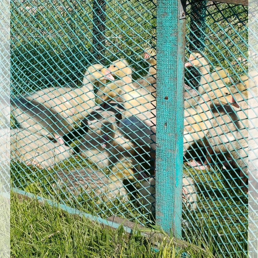 Холмогорские гусята