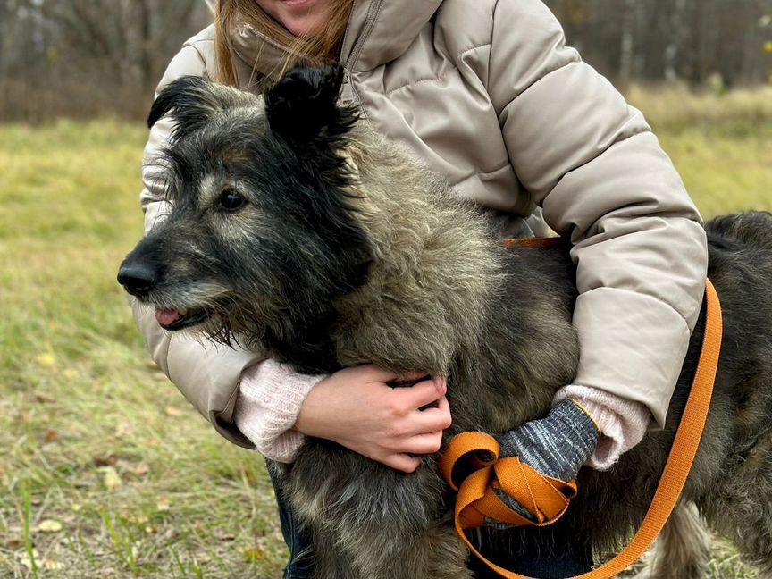 Собака (Рекс) из приюта