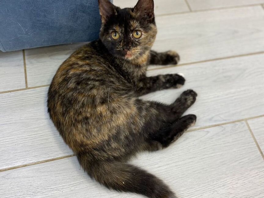 Котенок черепаховая красотка