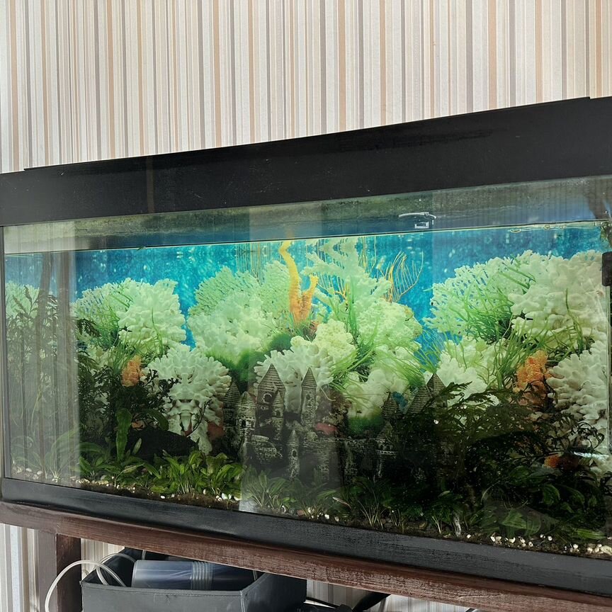 Большой аквариум с сомами