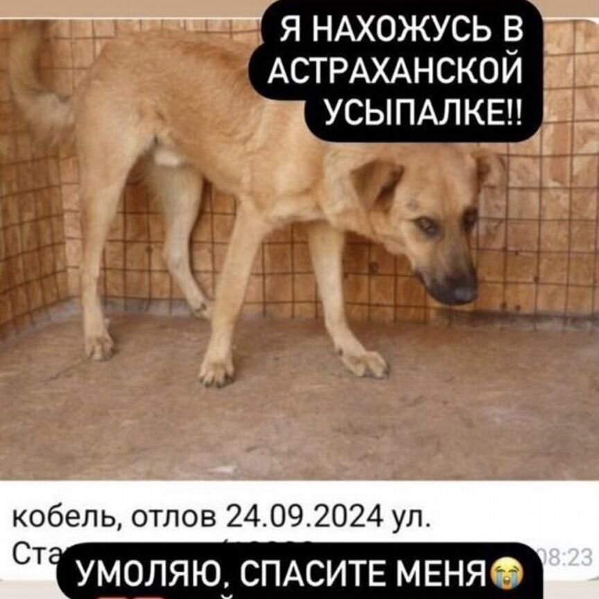 Собака находится в усыпалке помогите