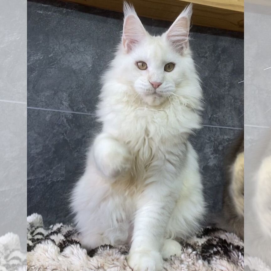 Мейн-кун котёнок