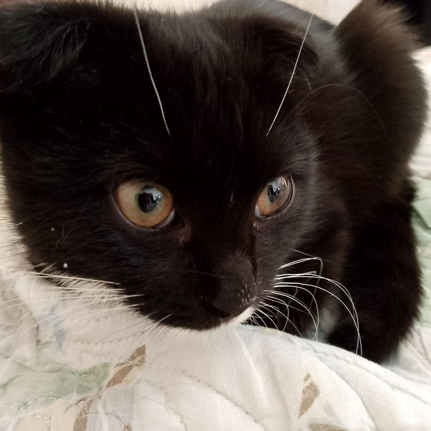 Шотландский вислоухий короткошёрстный котёнок