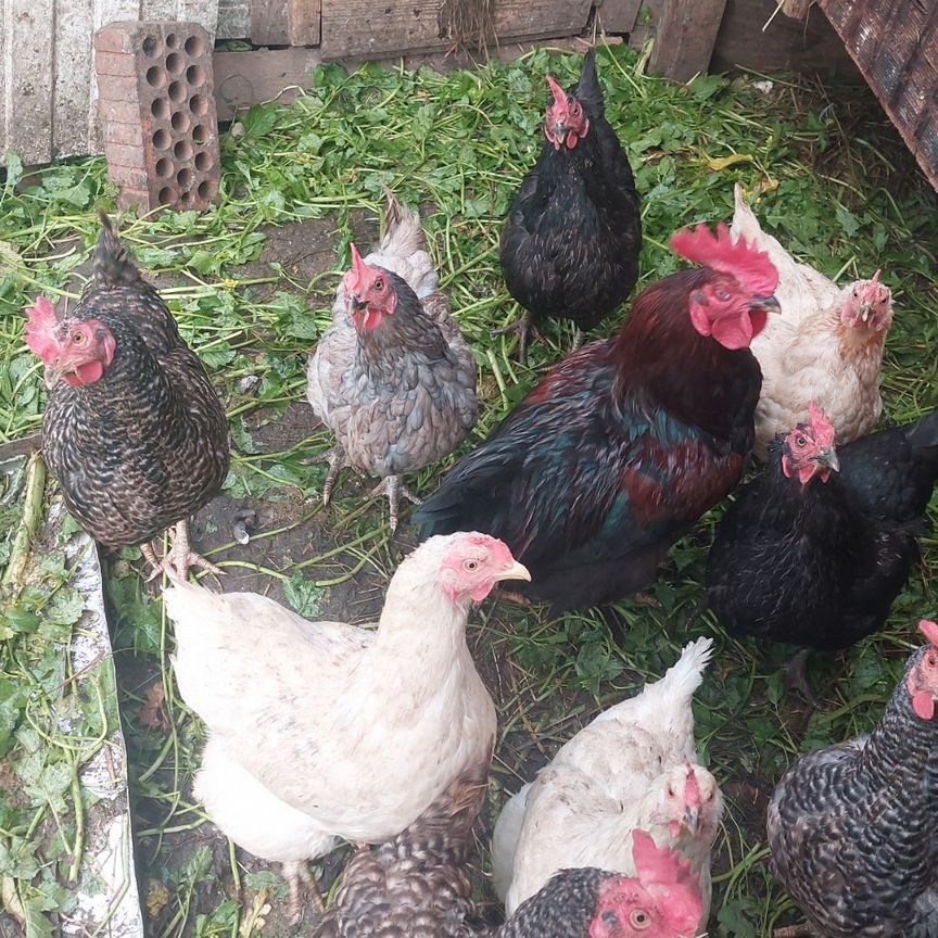Куры несушки продам