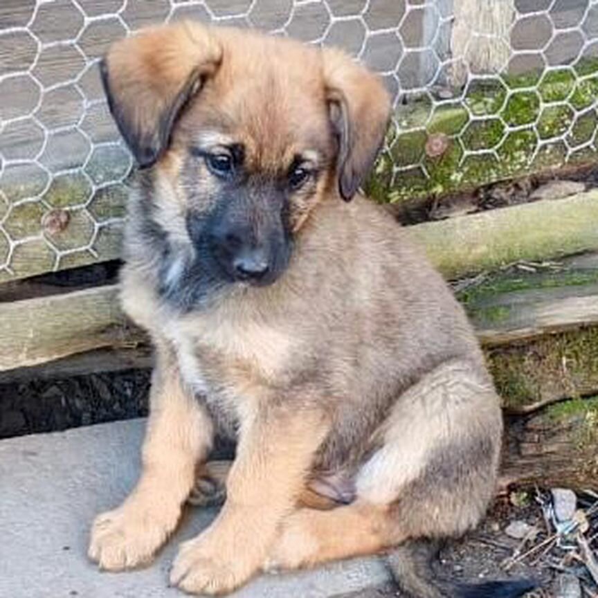 Девочки - метисы овчарки в поиске дома