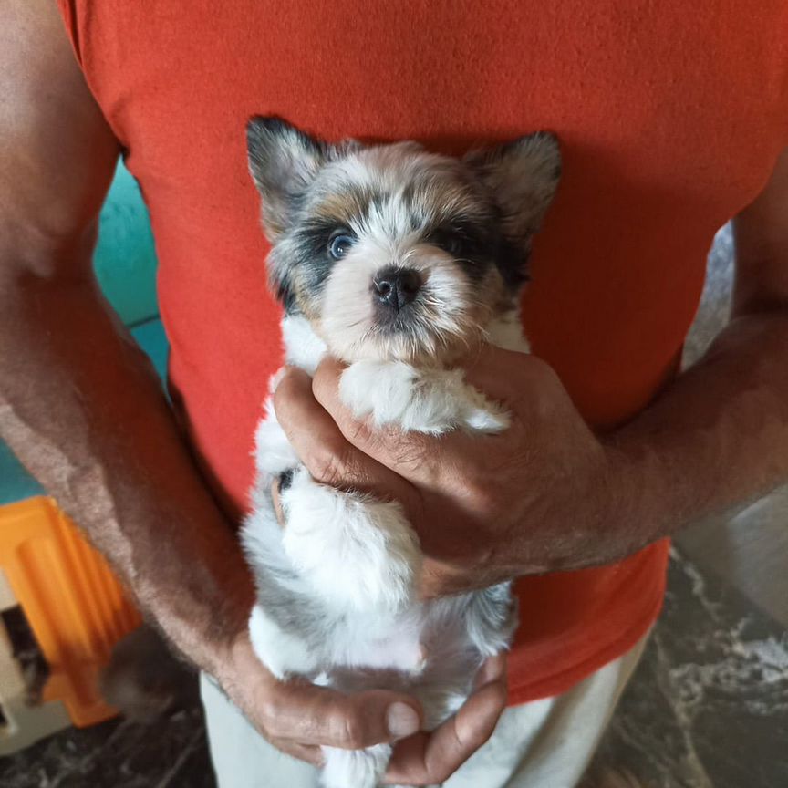 Цветной йорк, бивер, блуберри, шоколадный йорк