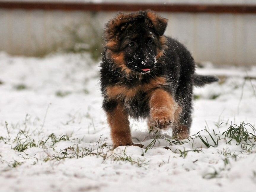 Щенки охранных немецких овчарок -без документов