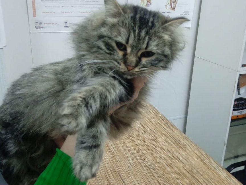 Отлам в добрые руки кошечку