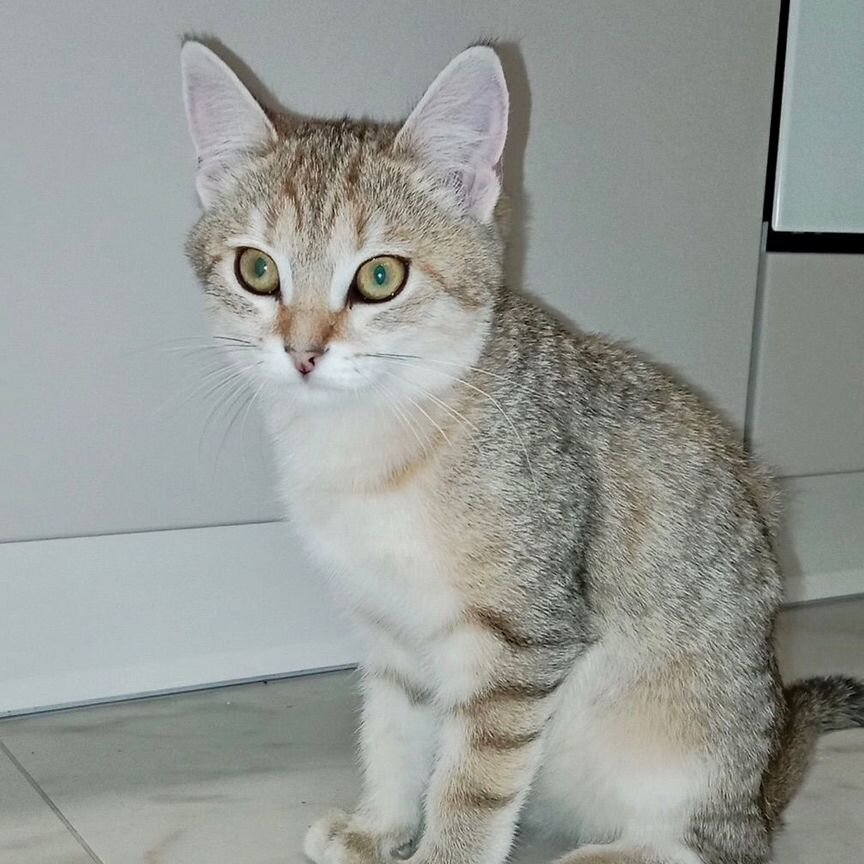 Котята, мальчик и девочка, ждут хозяев