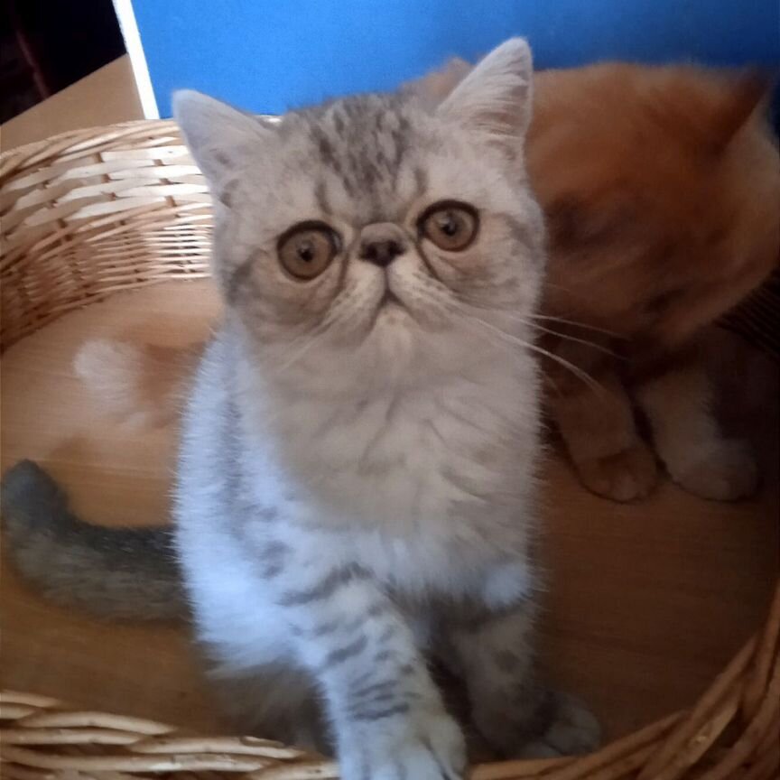 Супер котик редкого окраса