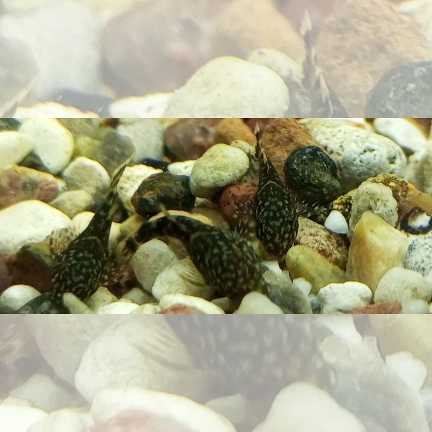 Анциструс мальки